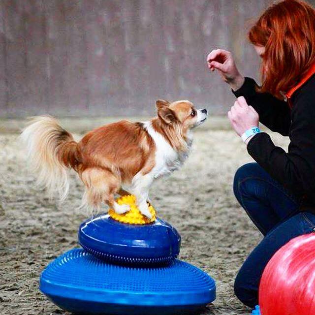 Proprioception canine : guide complet et idées d’exercices - Cynotopia