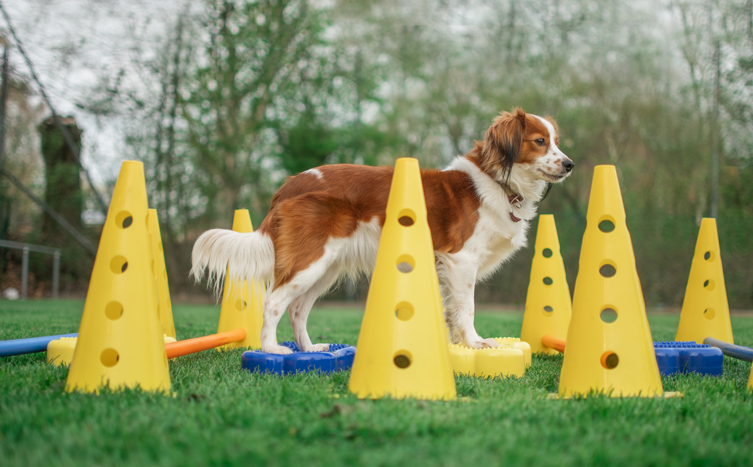 Proprioception canine : guide complet et idées d’exercices - Cynotopia